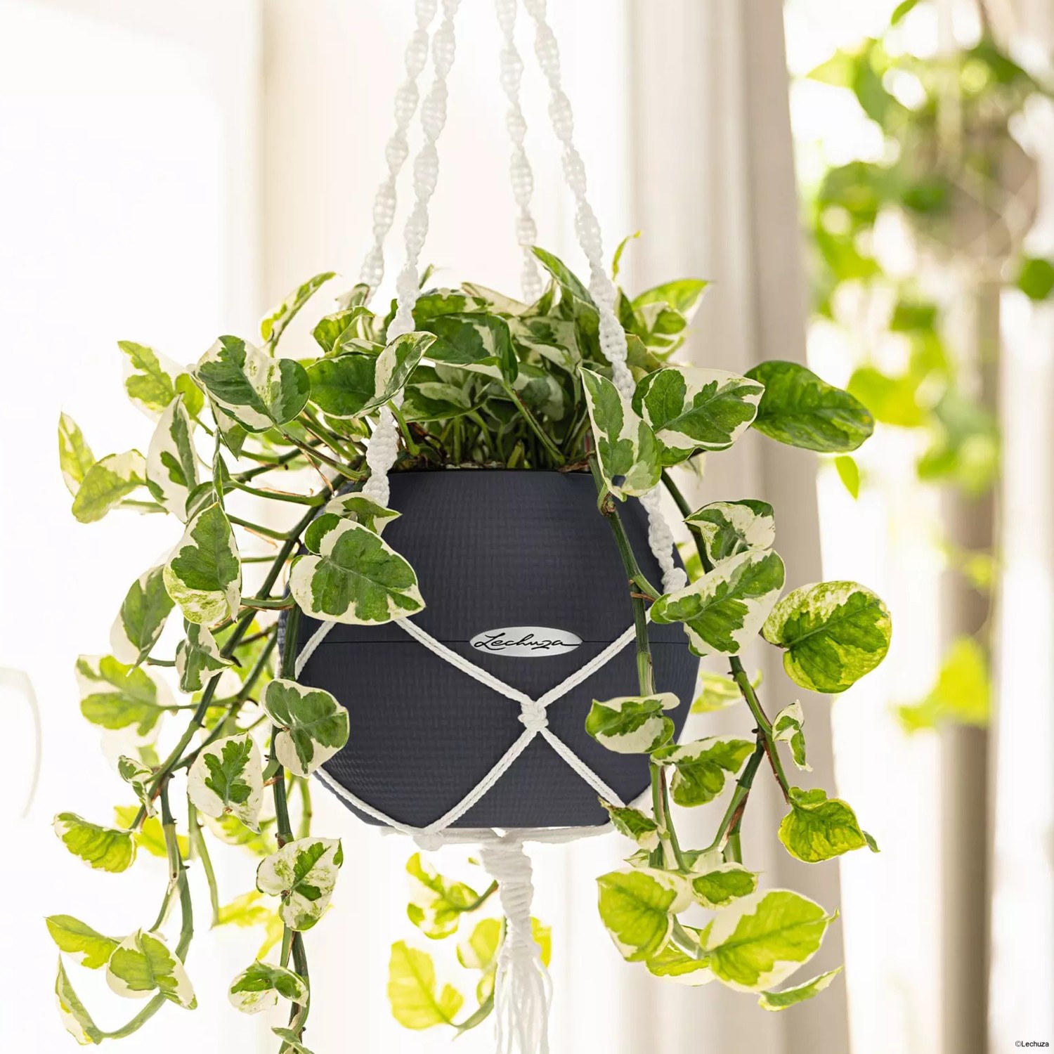 Makramee-Kunst - einzigartige Pflanzenhänger von Lechuza | im aoshop.de ...